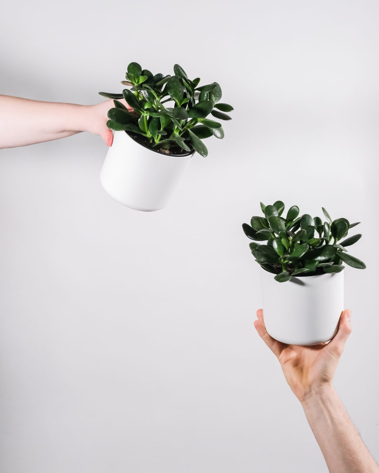 13 Low Maintenance Plants For Busy Students Home Senator