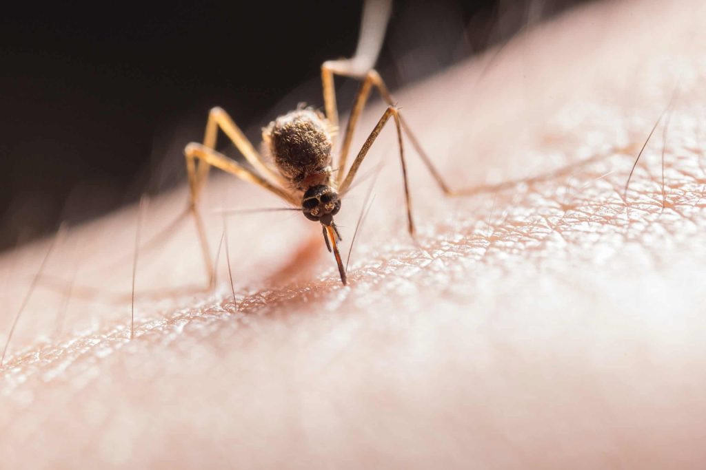 Top 10 Common Household Pests and How to Identify Them - Home Senator